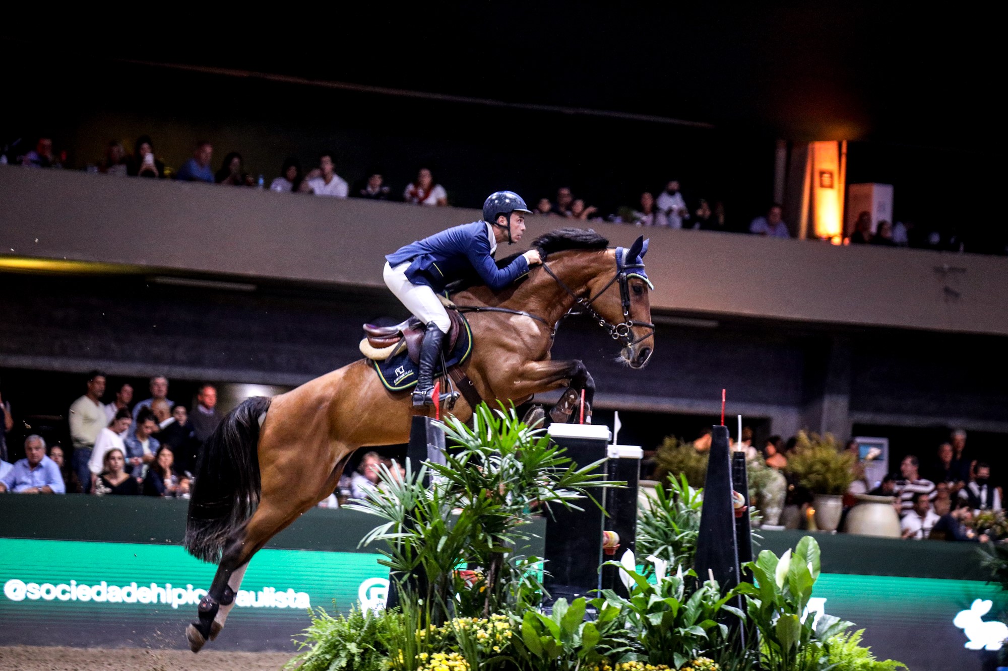 Primavera, égua brasileira campeã do GP no Indoor 2021, ouro no Pan ...