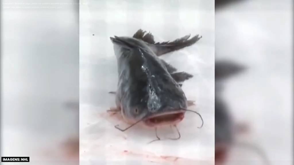 Tradição? Torcedor joga peixe na quadra durante partida de hóquei; veja ...